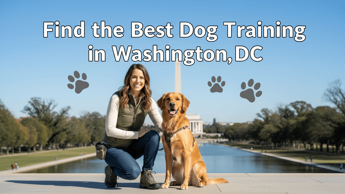 The Best Dog Trainers in Washington DC 2026 | Goody Doggy